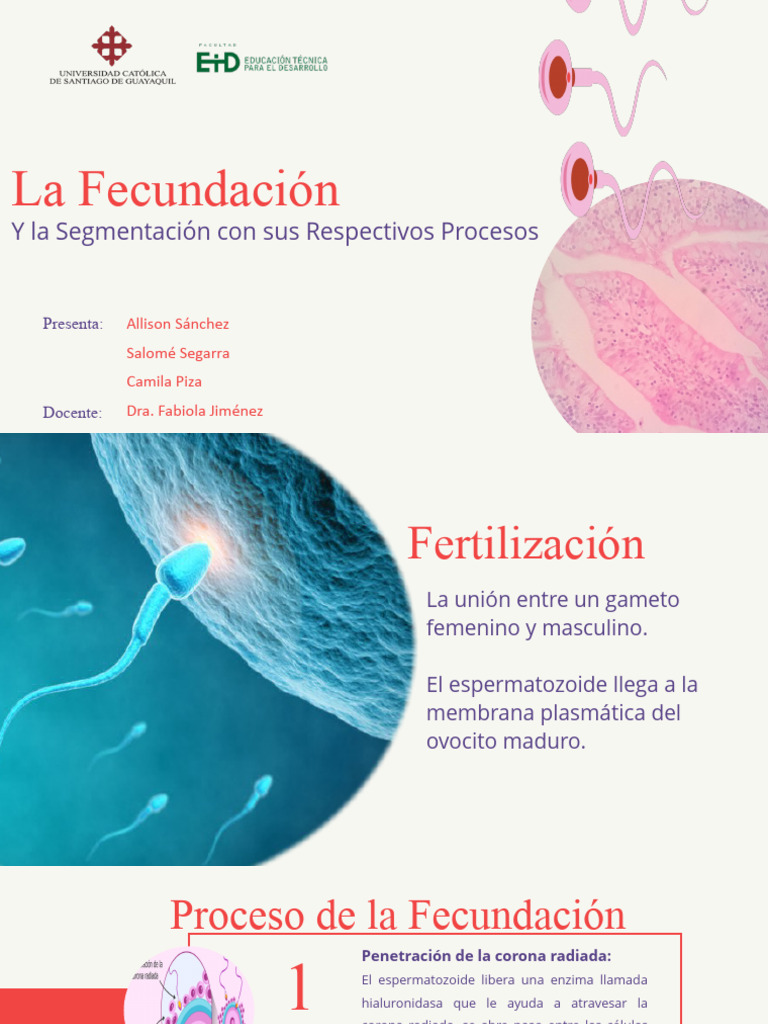 Proceso de Fecundación y Segmentación | PDF | Reproducción | Biología