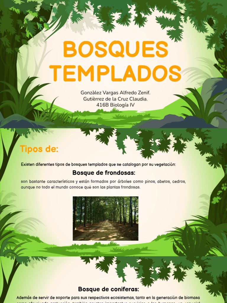 Bosque Templado | PDF | Suelo | Los bosques