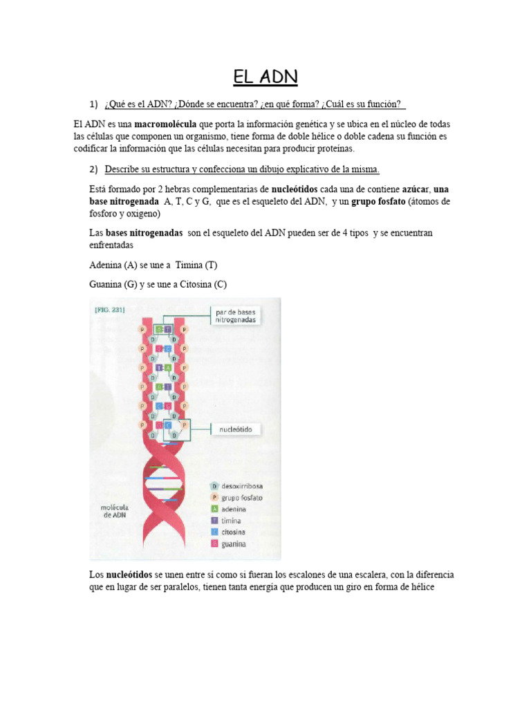 El Adn | PDF | Adn | Rna