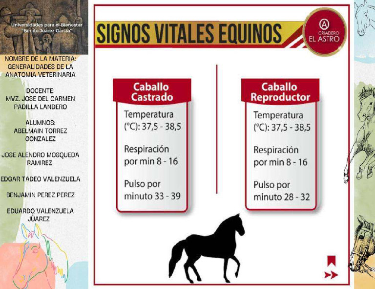 Lona Caballo 130x100 | PDF