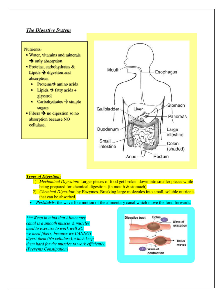 Digestive System Basics for Students | PDF | Digestion | Human ...