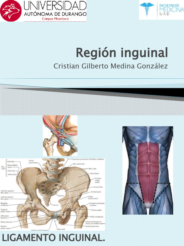 Anatomía de la Región Inguinal | PDF