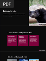 Tejón Melero: Características y Hábitat | PDF | Zoología