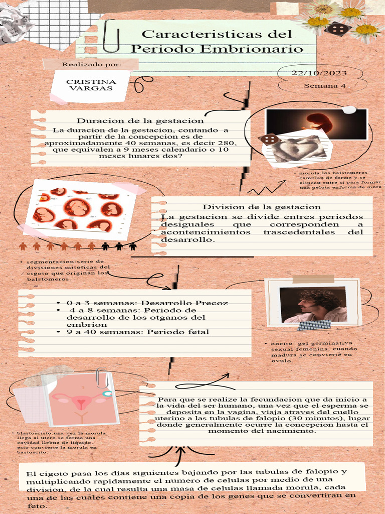 Actividad Semana 4 - Caracteristicas de La Etapa Embrionaria y Fetal ...