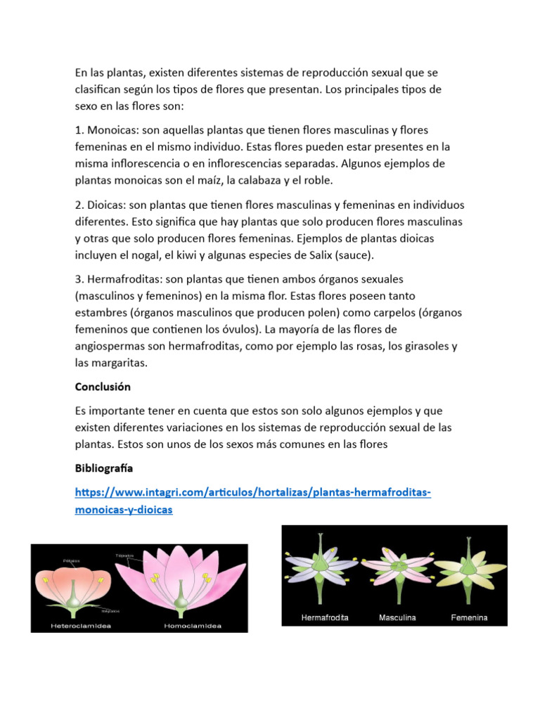 Flores | PDF