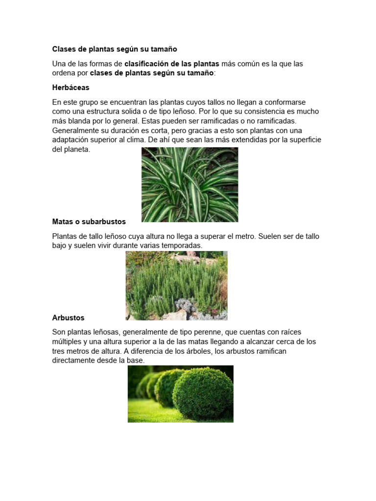Clases de Plantas Según Su Tamaño | PDF | Plantas | Tallo de la planta