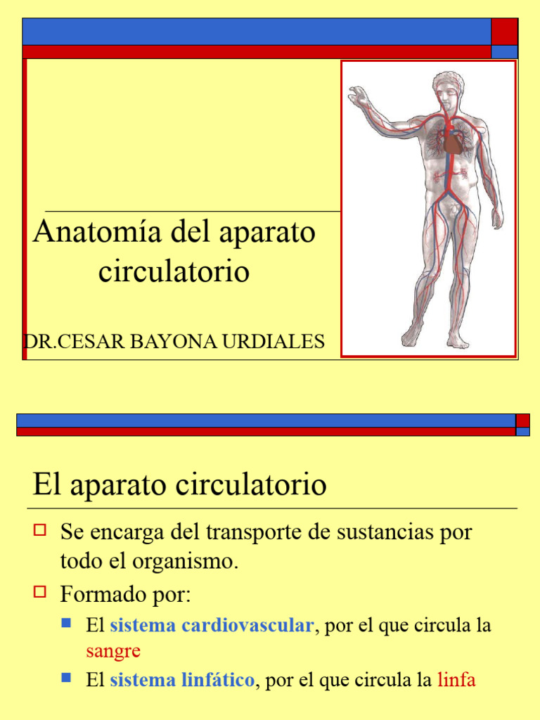 Aparato Circulatorio | PDF | Corazón | Sistema circulatorio