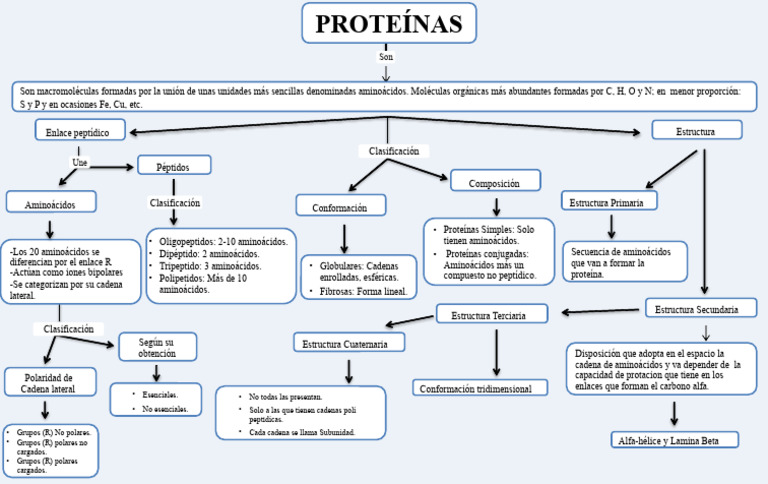 Mapa Conceptual de Las Proteinas 3 | PDF | Estructura proteica | Aminoácidos