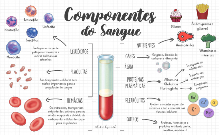 Componentes Do Sangue - Mapa Mental @fisiobynick | PDF