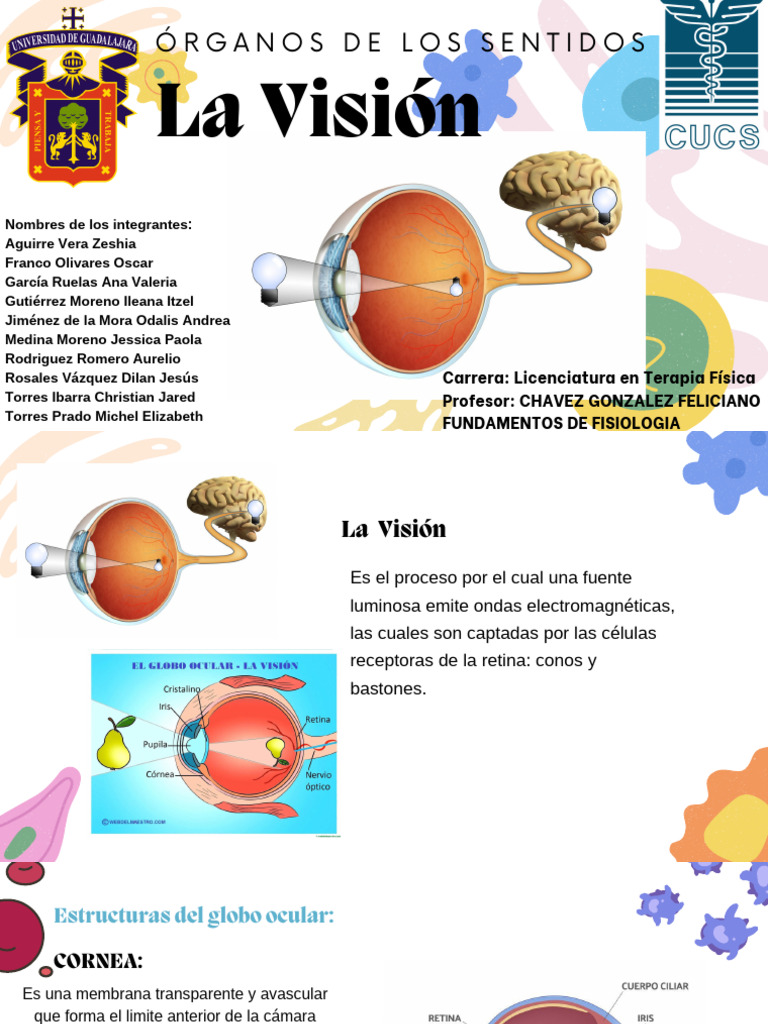 La Visión | Descargar gratis PDF | Ojo humano | Percepción visual