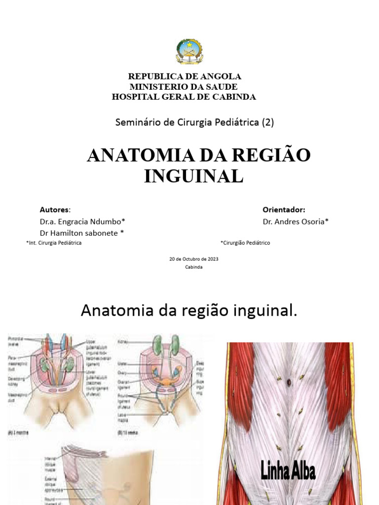 Anatomia da Região Inguinal | PDF | Anatomia | Trato gastrointestinal