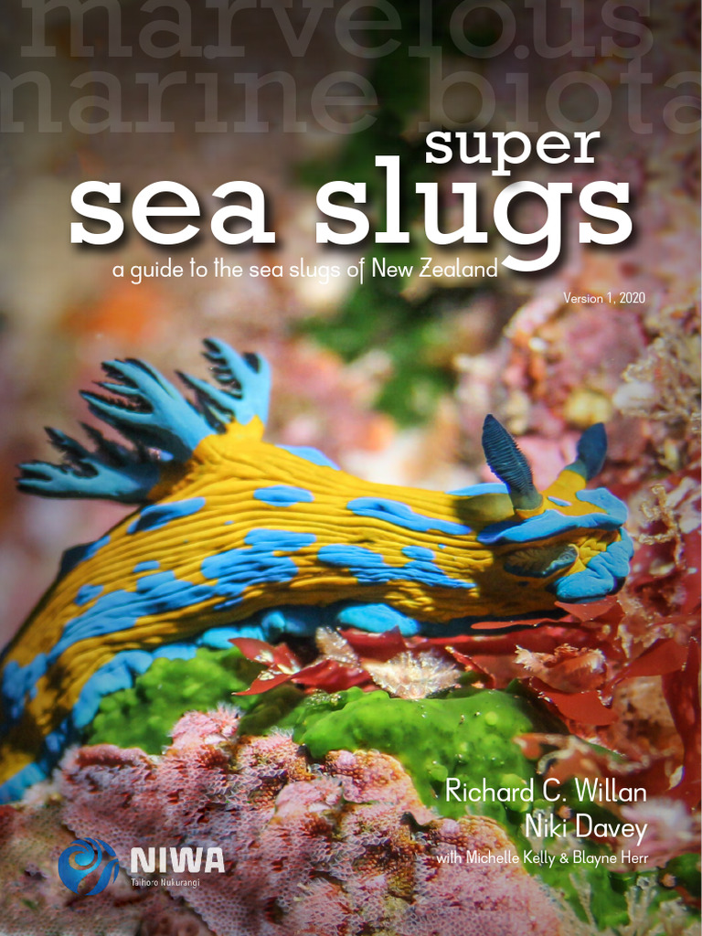 New Zealand Sea Slugs Guide | PDF | Molluscs | Taxa