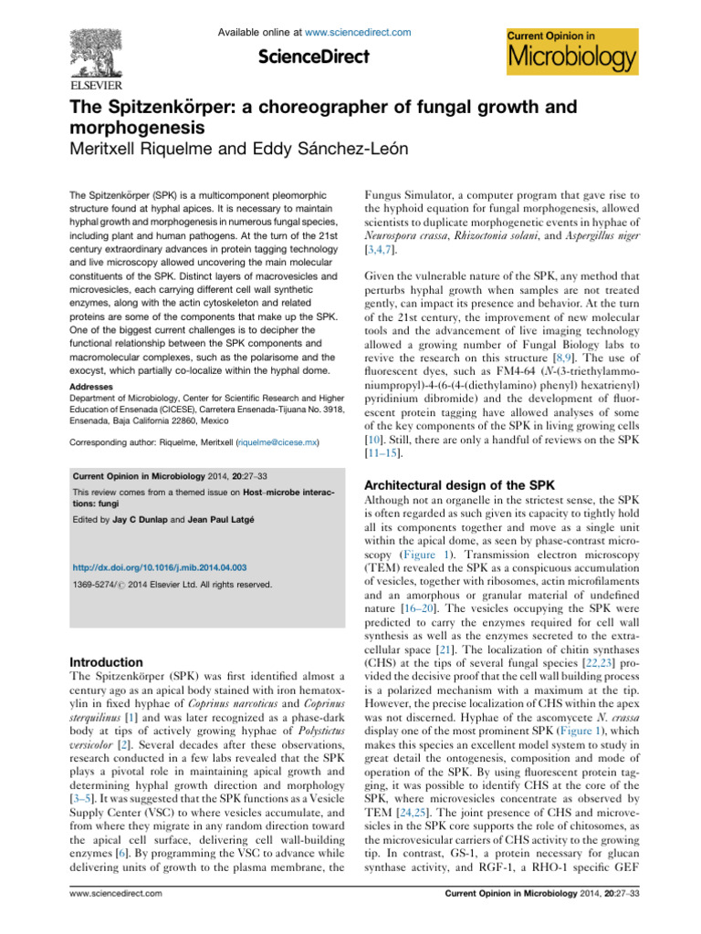 Fungal Growth: The Spitzenkörper | PDF | Fungus | Cell Membrane