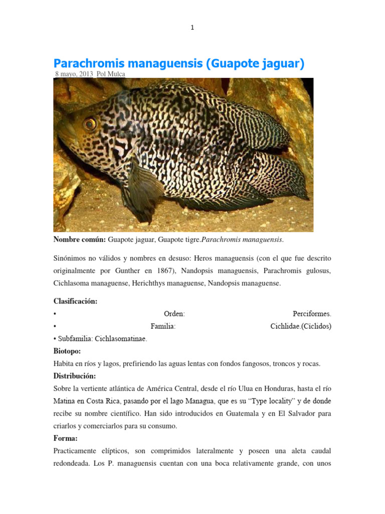 Lectura 5 Guapote Parachromis Managuensis | PDF | Acuario | Jaguar