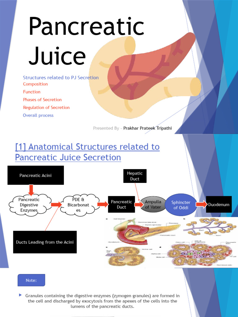 Pancreatic Juice | PDF | Pancreas | Trypsin