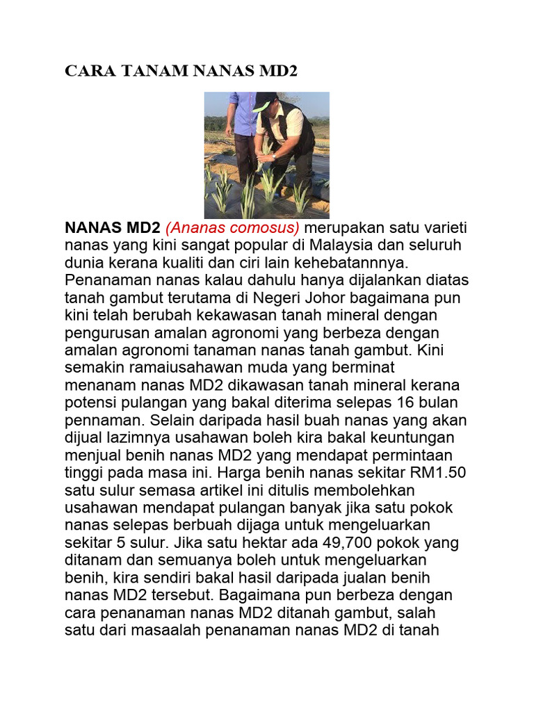 Cara Tanam Nanas MD2 | PDF | Griya & Taman