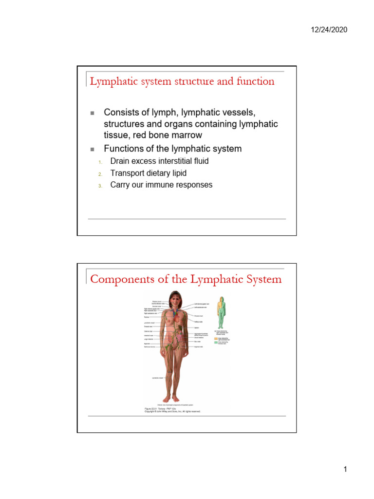 Lymphatic System: Structure & Functions | PDF | Lymph | Lymph Node