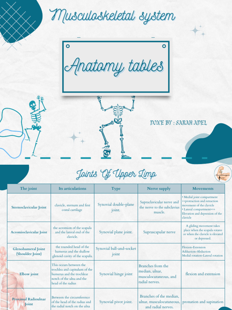 Anatomy Tables | PDF | Anatomical Terms Of Motion | Musculoskeletal System