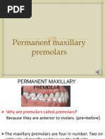 13 - Maxillary 2. Molar | PDF | Dental Anatomy | Tooth