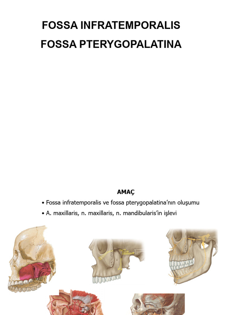 Fossa Infratemporalis Fossa Pterygopalatina | PDF
