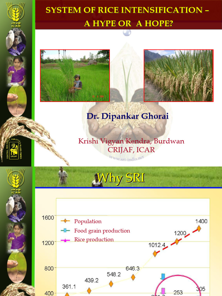 System of Rice Intensification - English | Download Free PDF | Rice ...