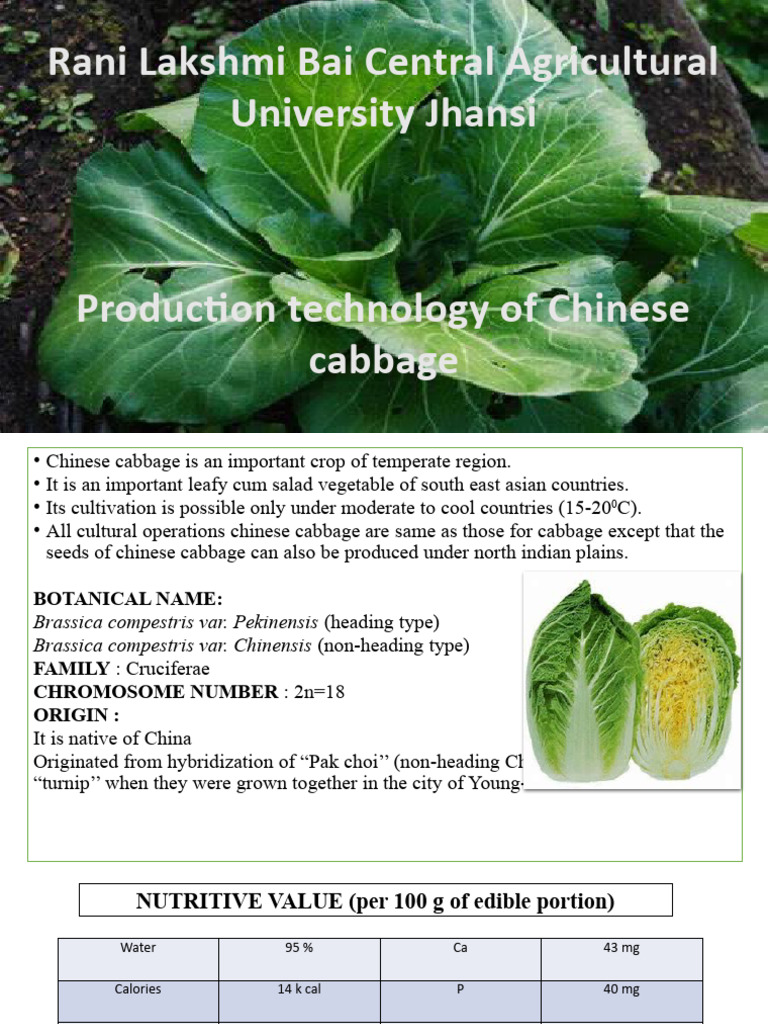 Chinese Cabbage | PDF | Cabbage | Agriculture
