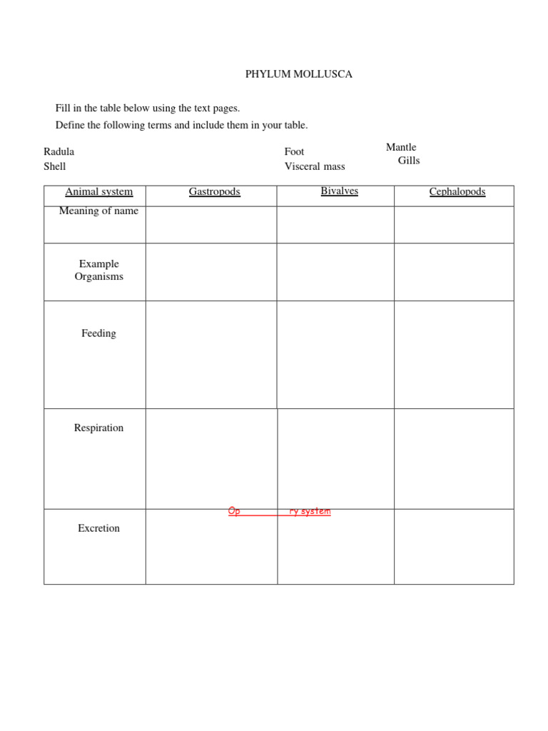 Worksheet Phylum Mollusc | PDF