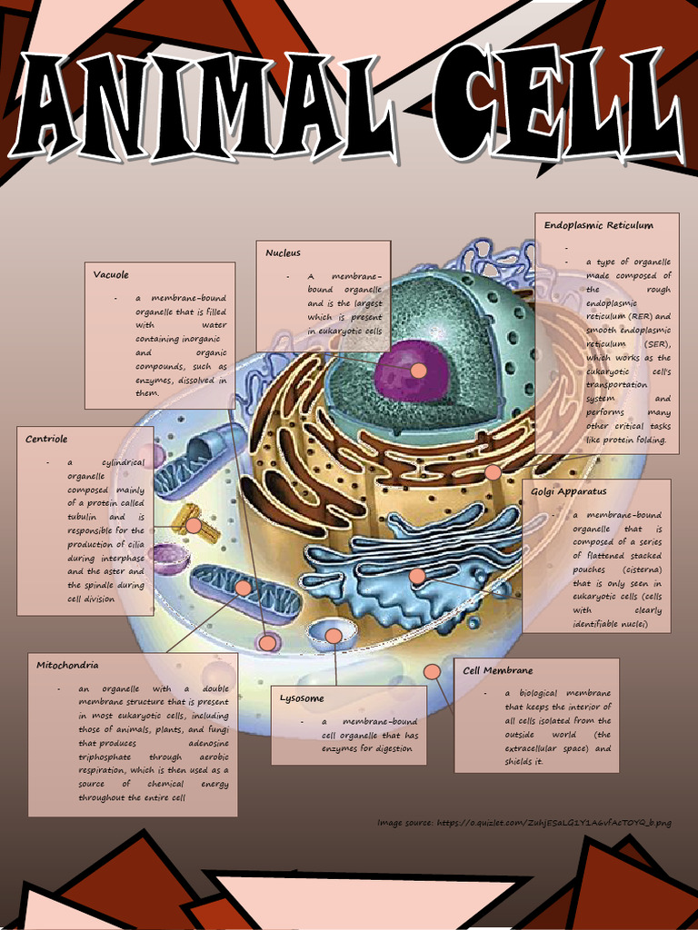 Animal Cell | PDF | Endoplasmic Reticulum | Organelle