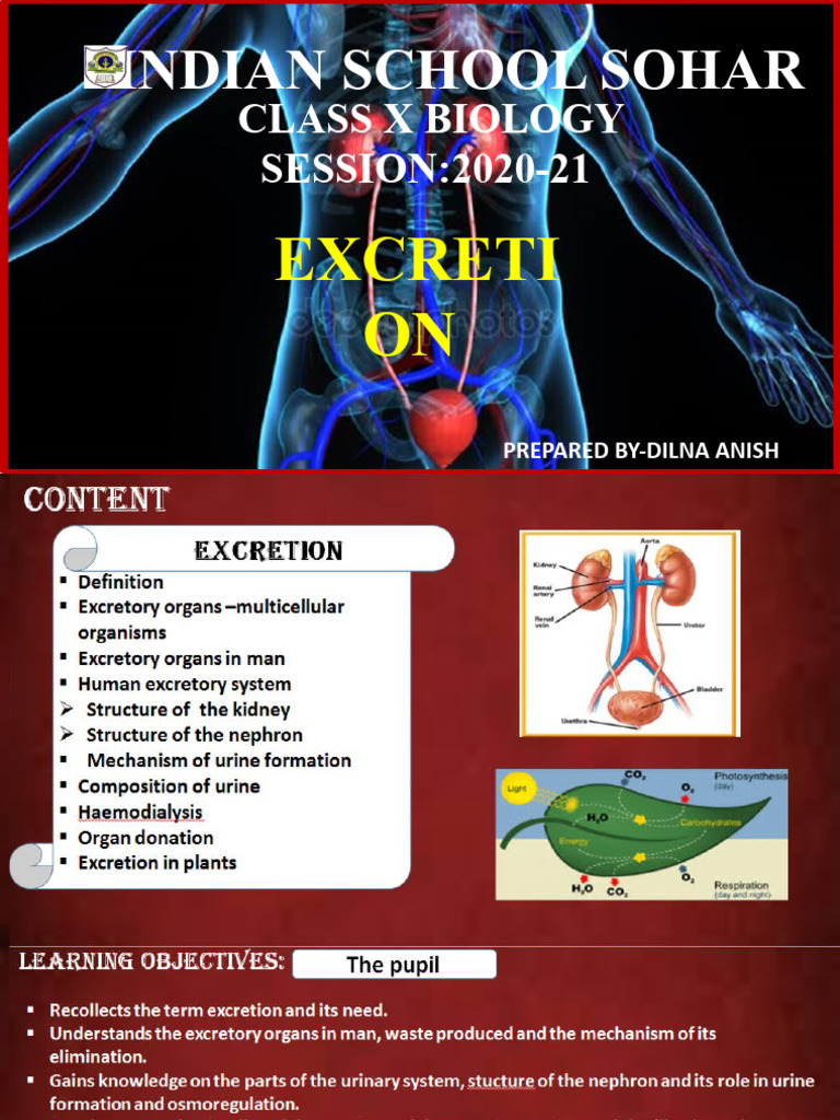 Life Processes - Excretion - Humans & Plants - Original | PDF | Kidney ...