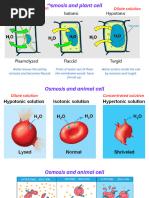 Structure and Function of The Gas Exchange System - Respiration and Gas ...