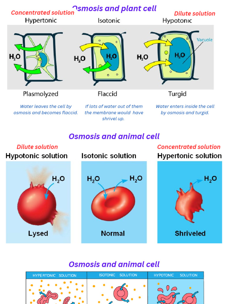 Osmosis Questions | PDF | Osmosis | Diffusion Osmosis Questions | PDF | Osmosis | Diffusion