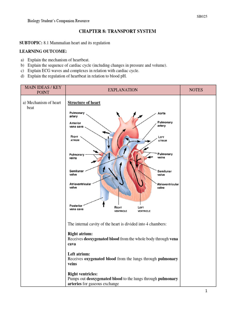 SB025 8. Transport System | PDF | Atrium (Heart) | Heart