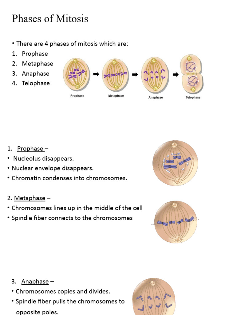 Phases of Mitosis by Lashawn Rego | PDF