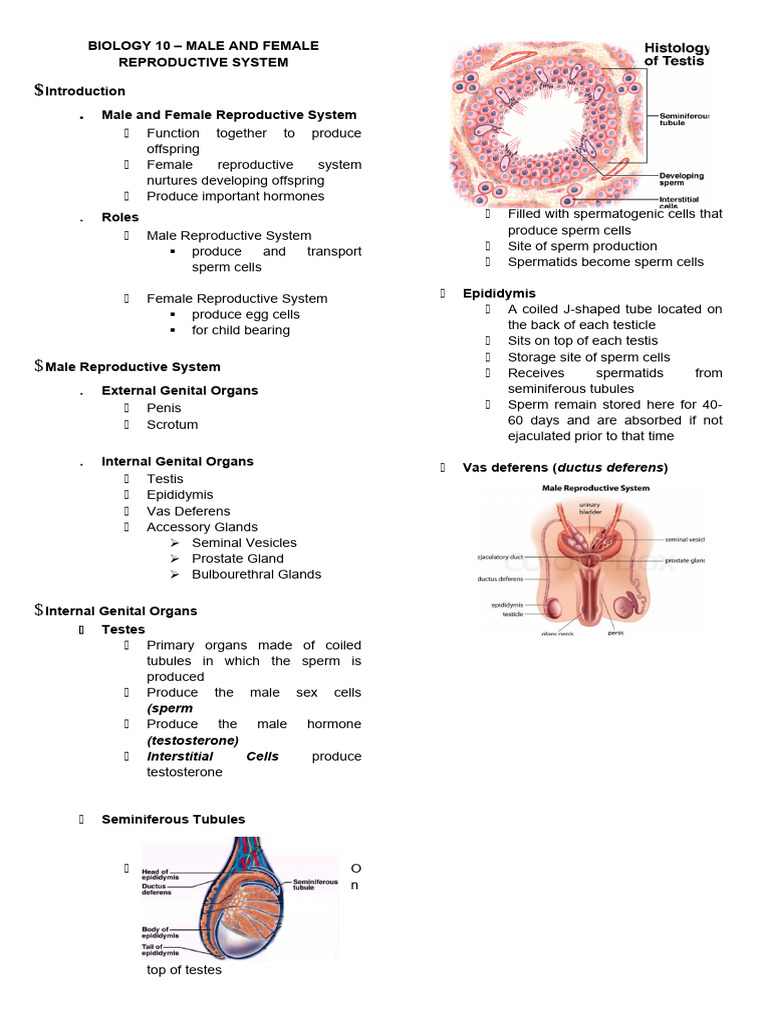 Reproductive System v2 - 3rd Quarter | PDF | Menstrual Cycle | Ovary