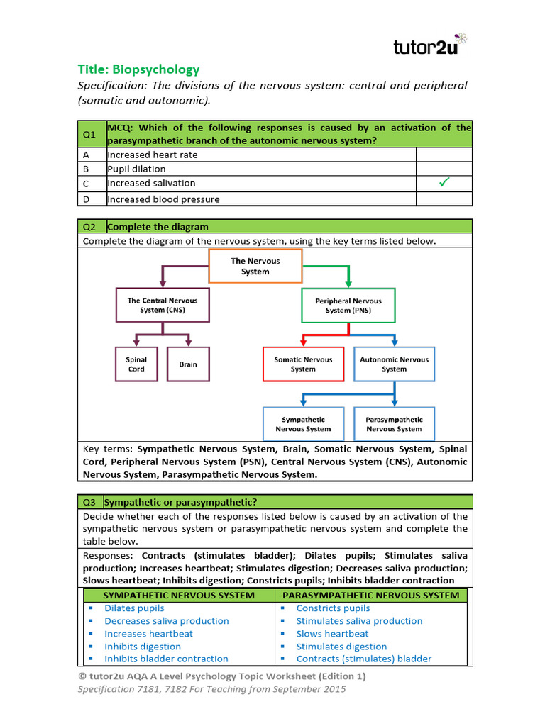 Biopsychology Topic Worksheet Year 1 Sample | PDF | Neuron | Inhibitory ...