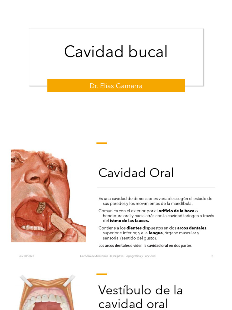 Anatomía de la Cavidad Bucal | PDF | Cabeza y cuello humanos | Anatomía ...