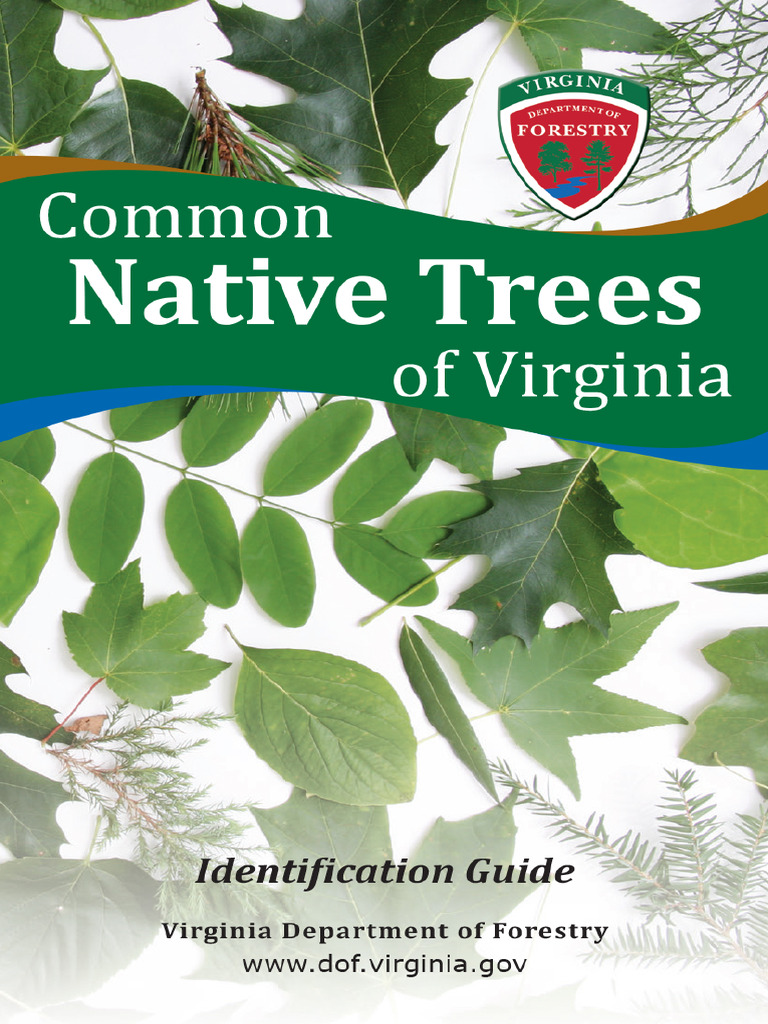 Common Native Trees ID - Pub | PDF | Pine | Forests
