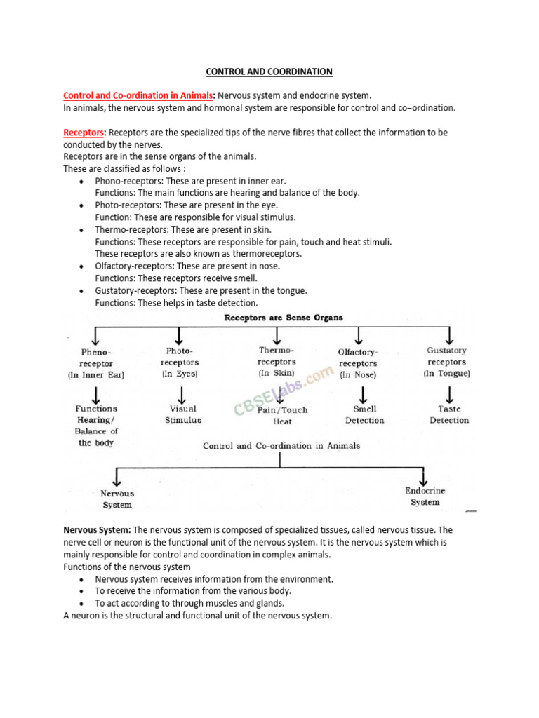 Control and Coordination | PDF | Nervous System | Neuron