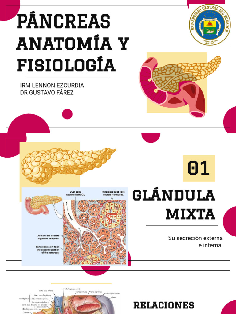 PÁNCREAS Anatomía y Fisiología | PDF | Páncreas | Anatomía