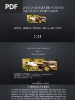 Plantas Medicinales Selva Peruana | PDF