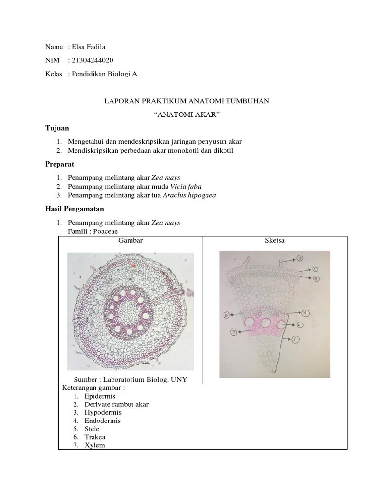 Elsa Fadila - 21304244020 - Laporan Praktikum Anatomi Akar | PDF