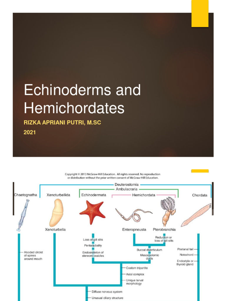 Echinoderms & Hemichordates Guide | PDF | Eukaryotes | Paleozoic First ...