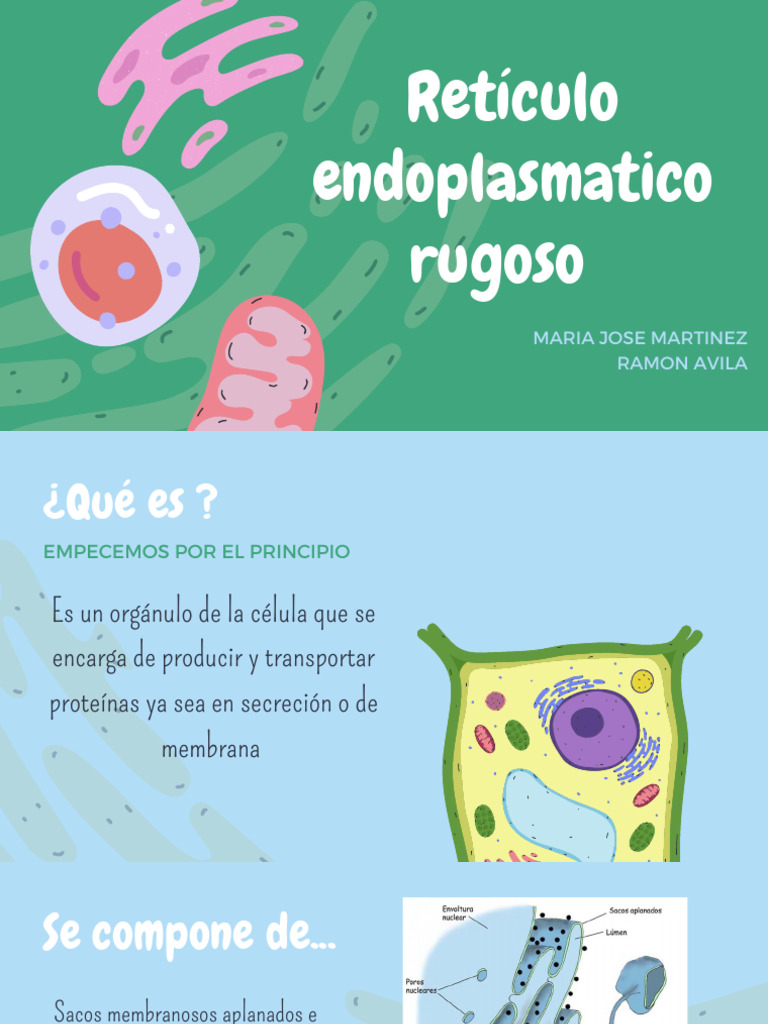 Retículo Endoplasmatico Rugoso | PDF