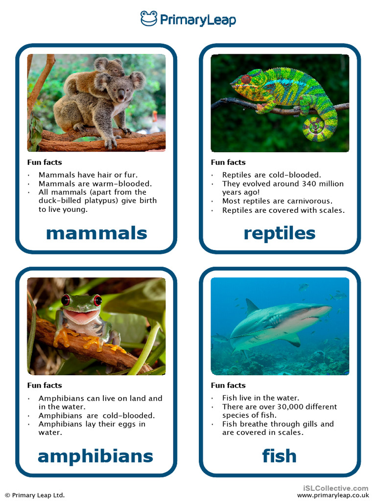 Vertebrates Flashcards | PDF