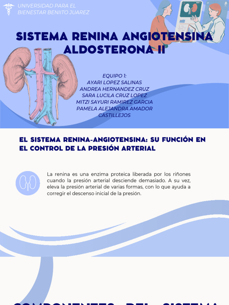 Sistema Renina Angiotensina Aldosterona Ii | PDF | Angiotensina | Riñón