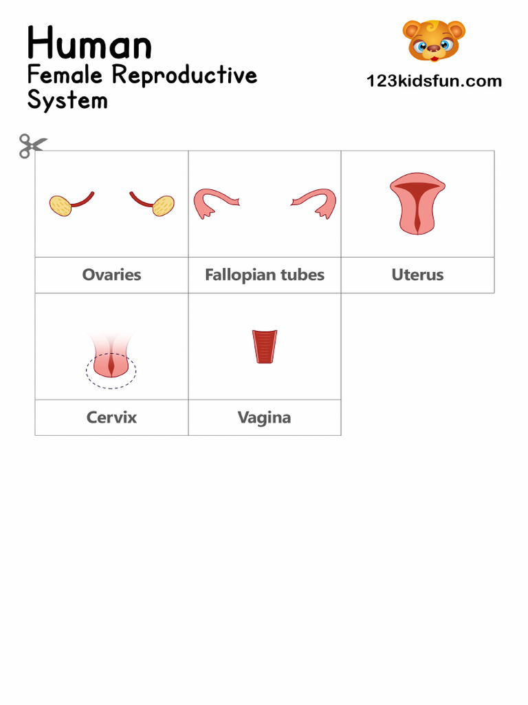 Human Body Female System 3 | PDF