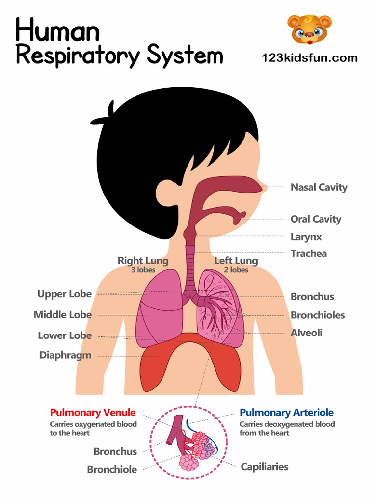 Human Body Respiratory System 1 | PDF