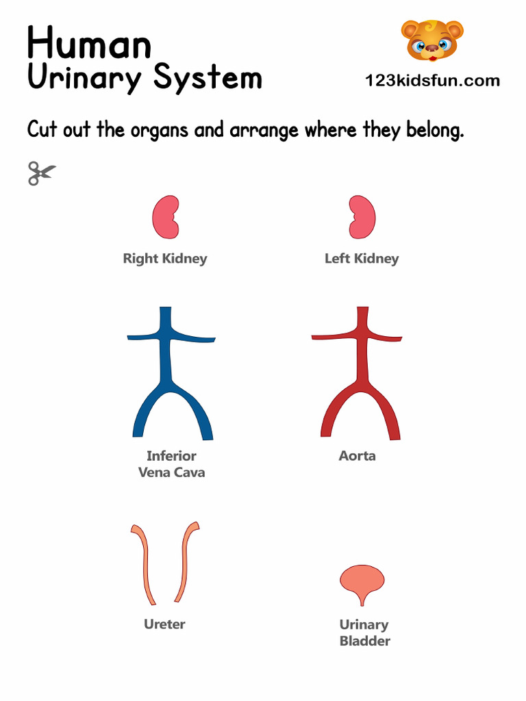 Human Body Urinary System 3 | PDF