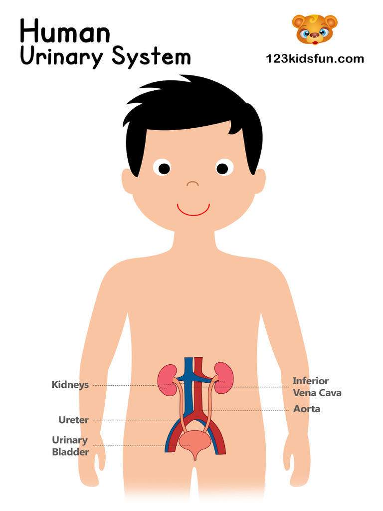 Human Body Urinary System 1 | PDF