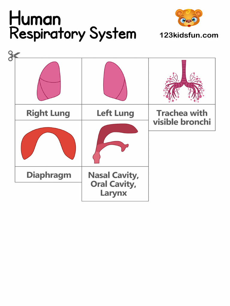 Human Body Respiratory System 4 | PDF